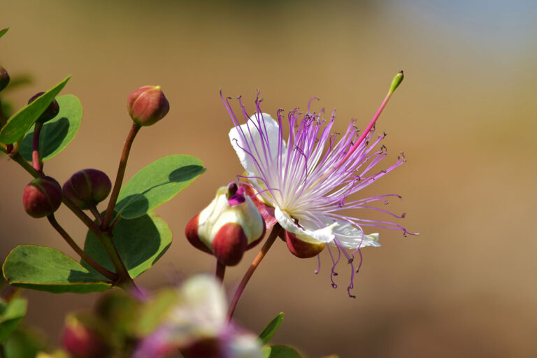 Kapary czym są, jak smakują i ich właściwości.